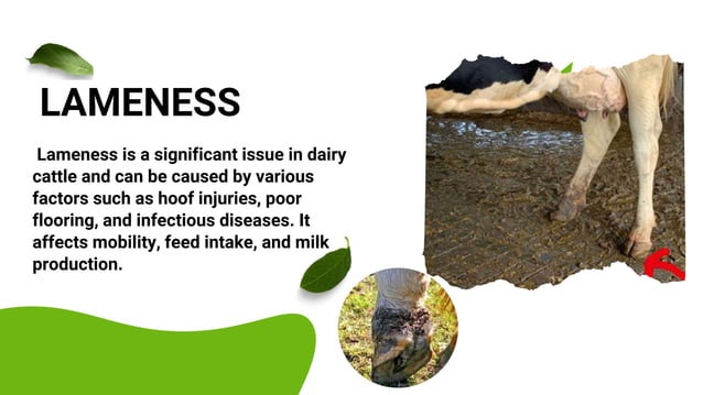 Most common health problems in dairy cattle | PPTX | Veterinary ...