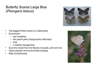 Protection of habitats of butterfly Scarce Large Blue | PPT