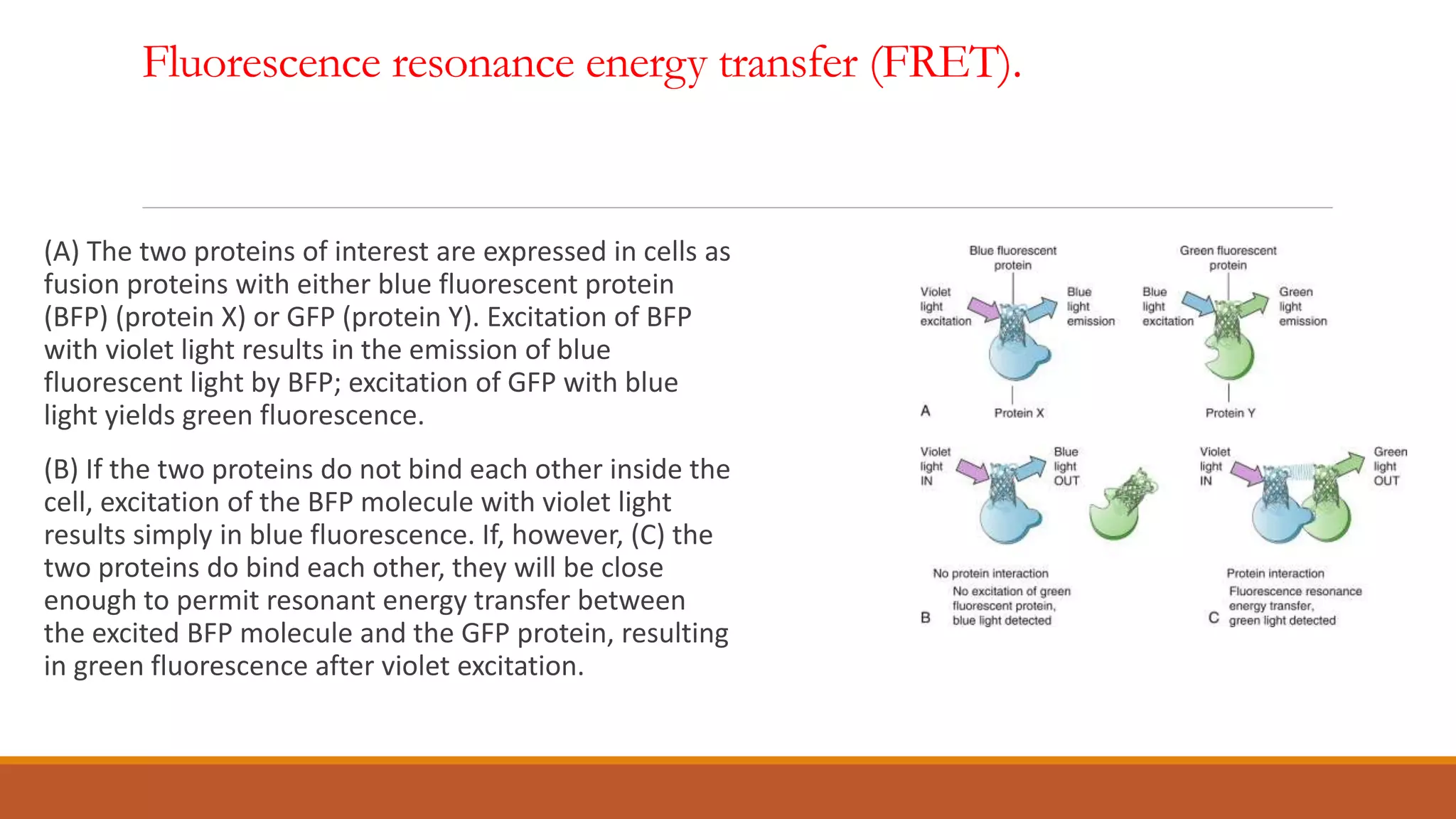 Green Fluorescent Protein.ppt