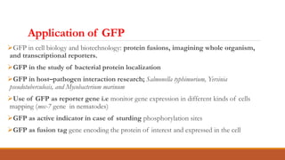 Green Fluorescent Protein.ppt
