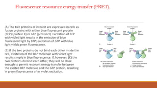 Green Fluorescent Protein kinase in a cell | PPT
