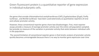 Green Fluorescent Protein notes.ppt