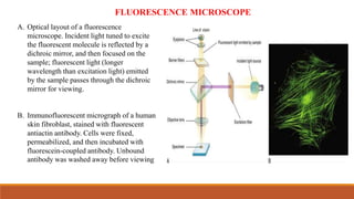 Green Fluorescent Protein notes.ppt
