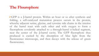 Green Fluorescent Protein notes.ppt