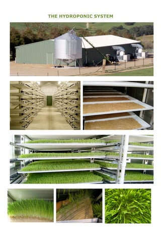 Green Fodder Hydroponics | PDF