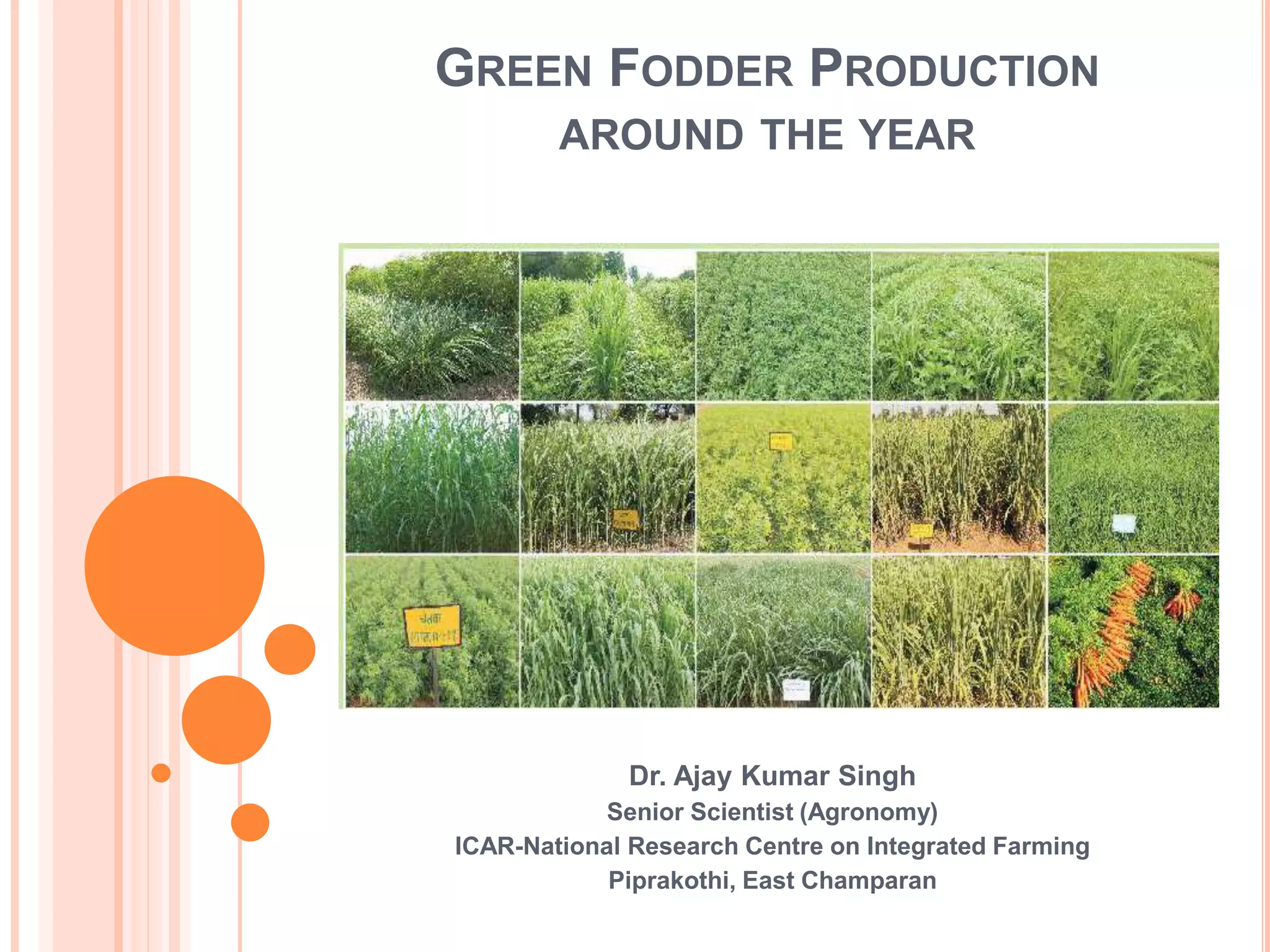 Green fodder production around the year | PPTX