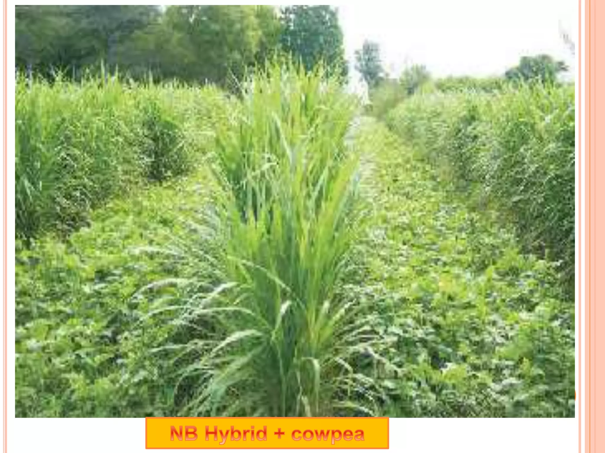 Green fodder production around the year | PPTX