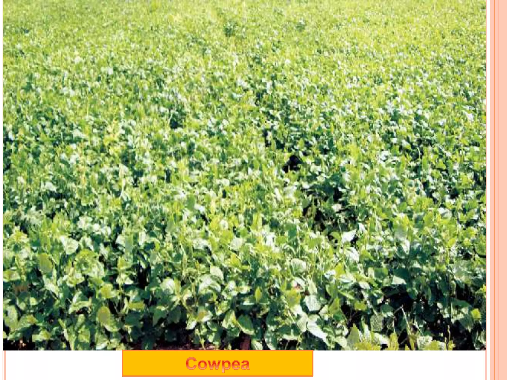 Green fodder production around the year | PPTX