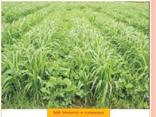 Green fodder production around the year | PPTX