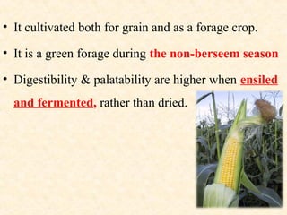 Green forages.pptcjcjncnccnxmxmnnsnsjxjxcj | PPT