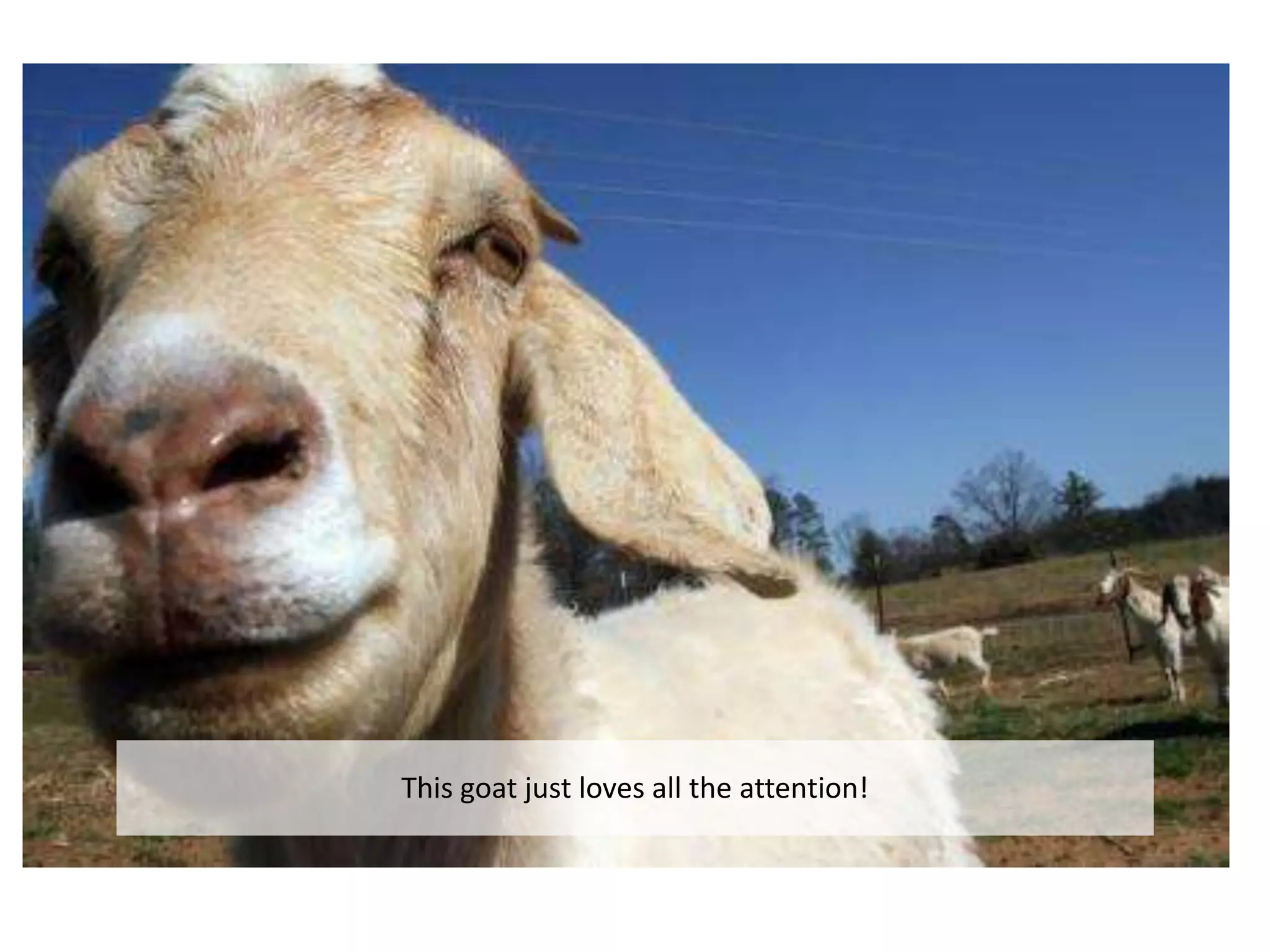 Green, Goats and Gardens | PPTX