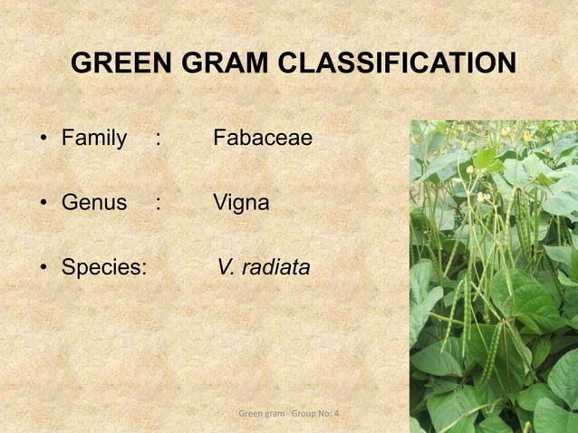 Green gram