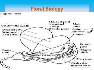 Green Gram Plant Diagram