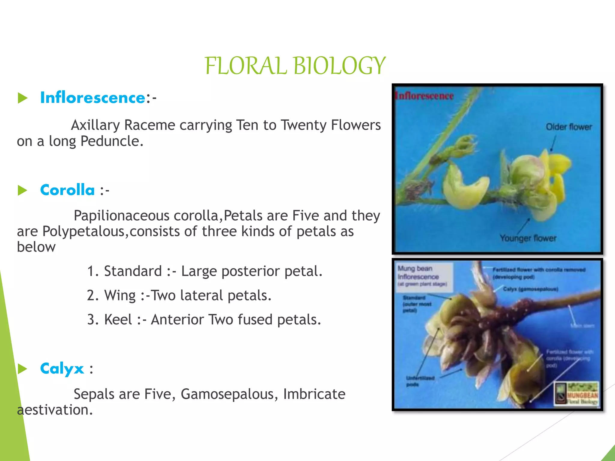 Floral Biology and Seed Production of Green gram | PPTX