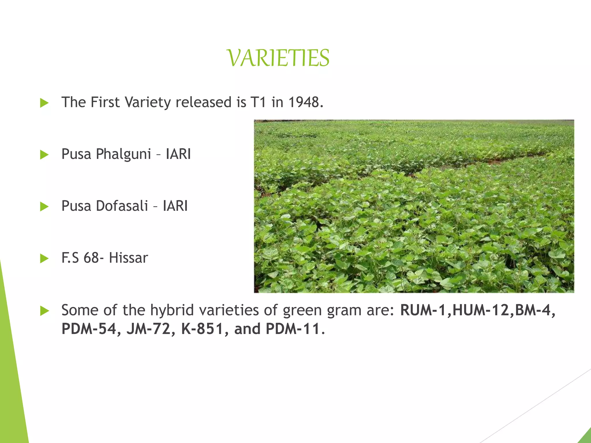 Floral Biology and Seed Production of Green gram | PPTX