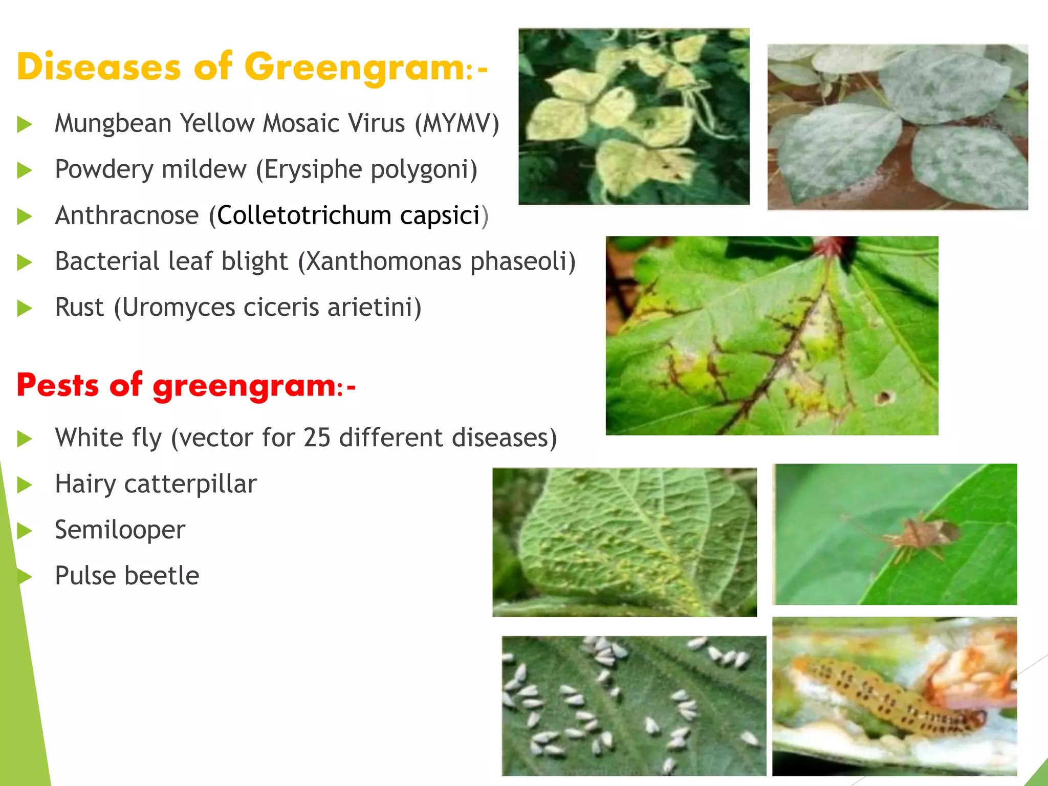 Floral Biology and Seed Production of Green gram | PPTX