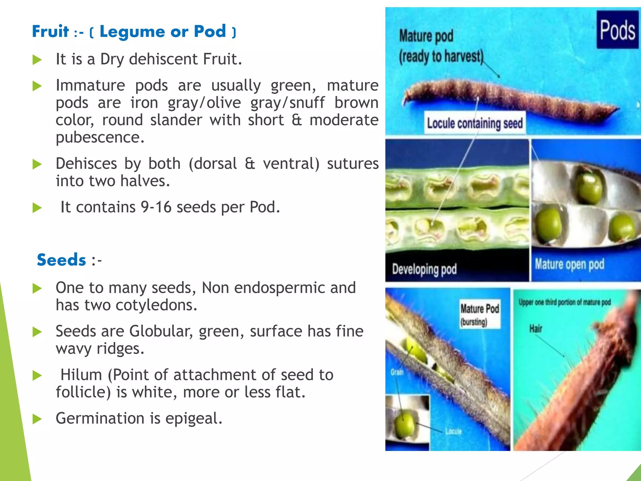 Floral Biology and Seed Production of Green gram | PPTX