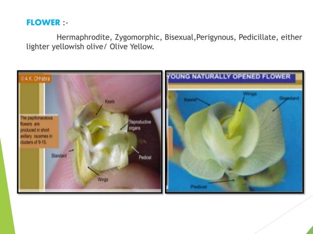 Floral Biology and Seed Production of Green gram | PPTX