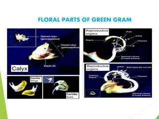 Floral Biology and Seed Production of Green gram | PPTX