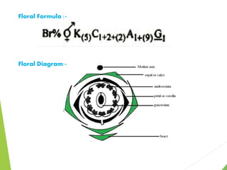 Floral Biology and Seed Production of Green gram | PPTX