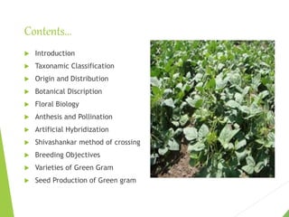 Floral Biology and Seed Production of Green gram | PPTX