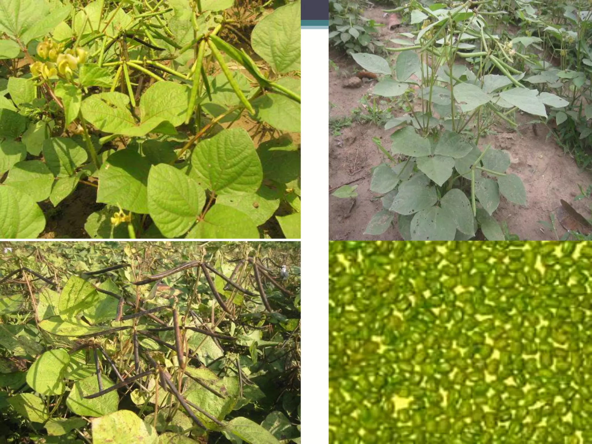 Green gram (vigna radiata) | PPTX