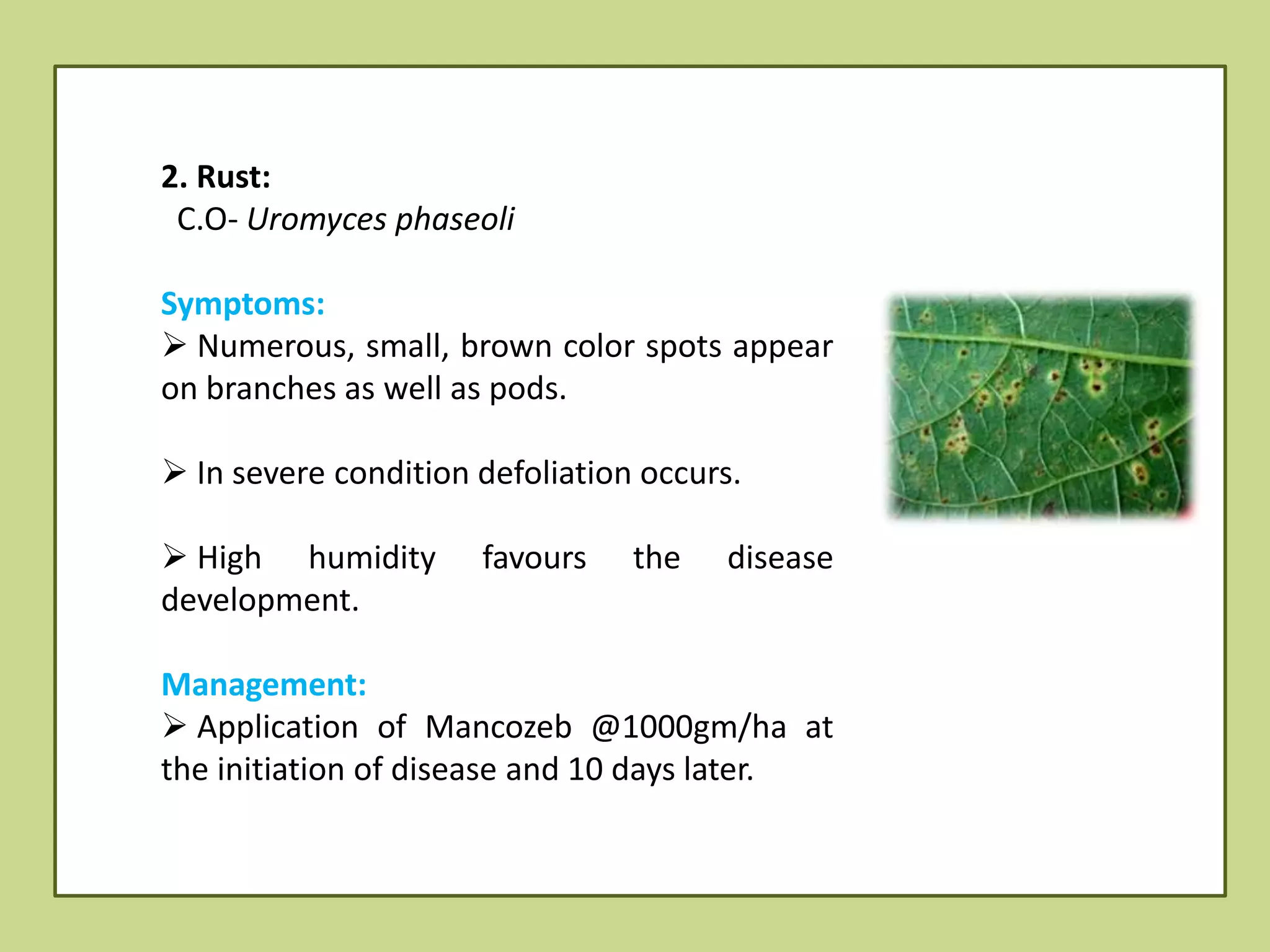 Seed Production in Green gram ppt | PPTX