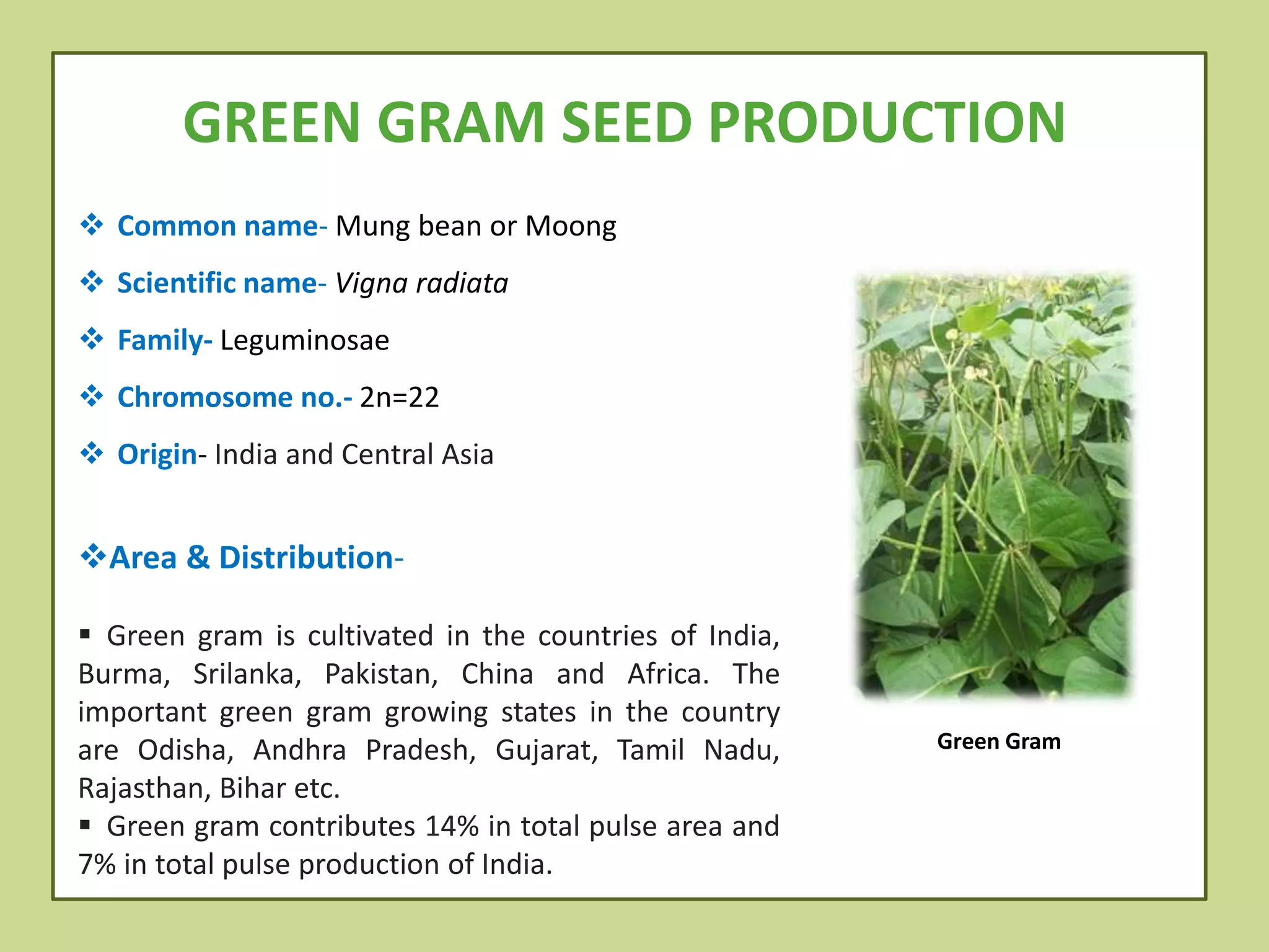 Seed Production in Green gram ppt | PPTX