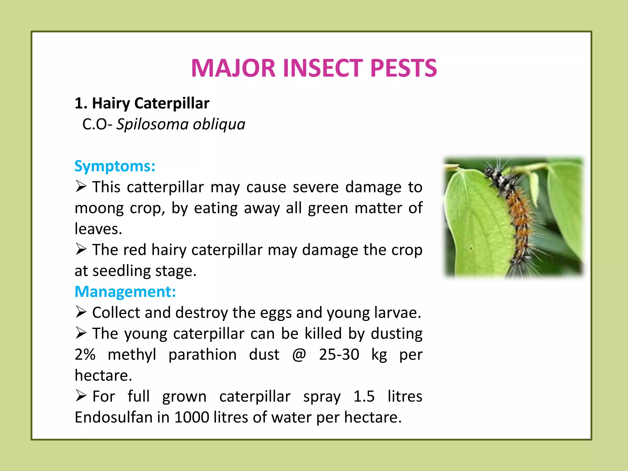 Seed Production in Green gram ppt | PPTX