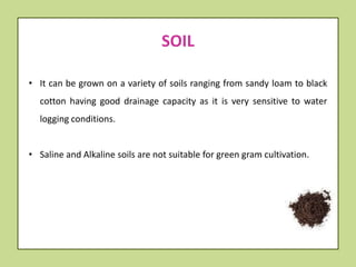 Seed Production in Green gram ppt | PPTX