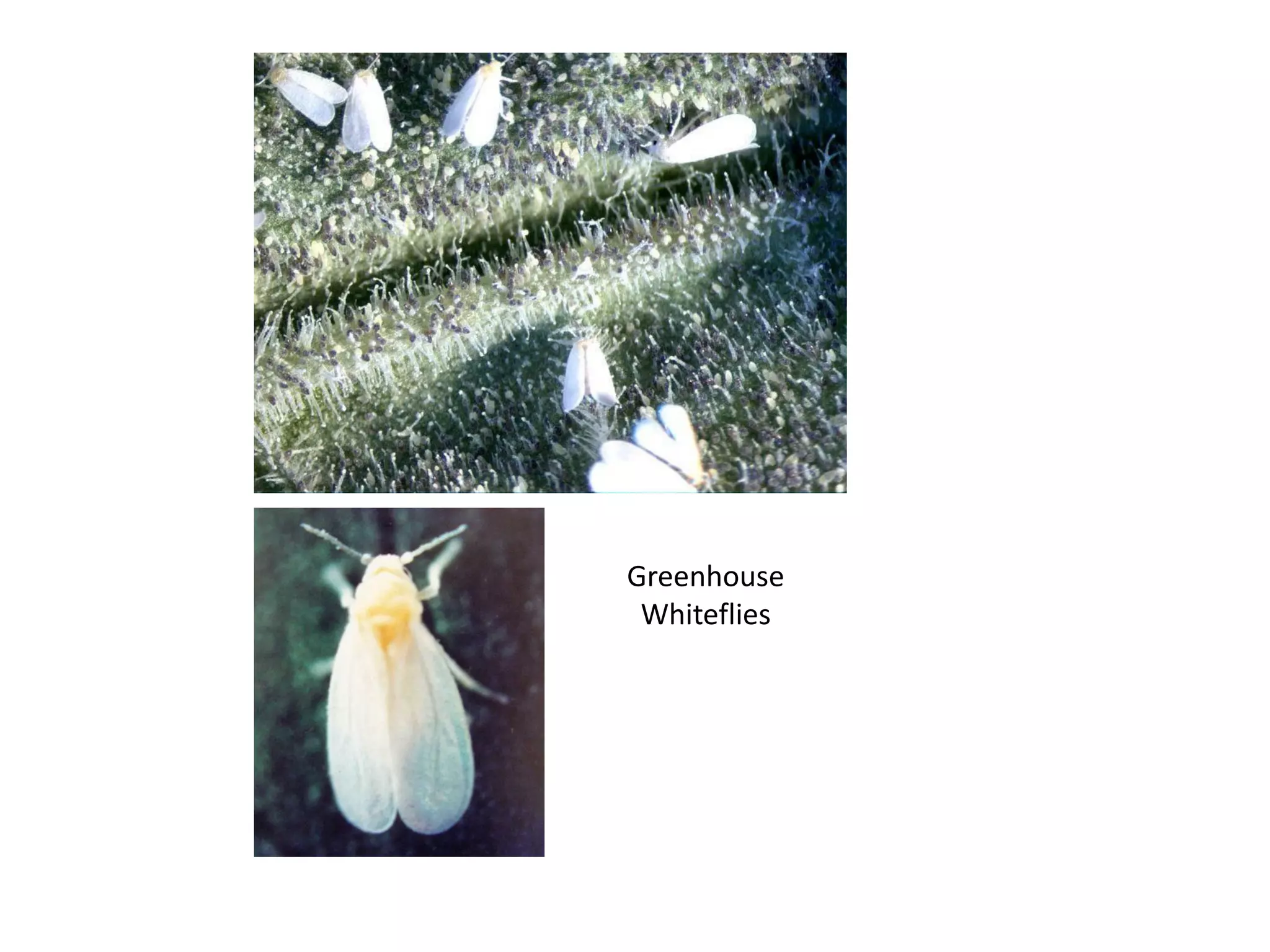 Greenhouse pest management | PDF