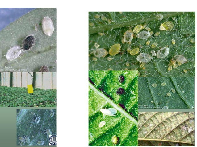 Greenhouse pest management | PDF