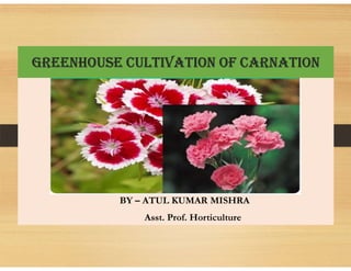 Production technology of carnation under protected structure ...