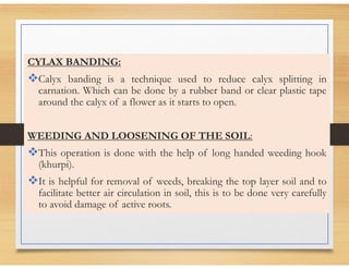 Production technology of carnation under protected structure ...