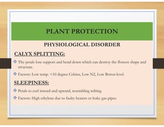 Production technology of carnation under protected structure ...
