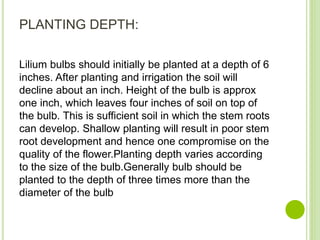 Greenhouse cultivation of lilium | PPTX