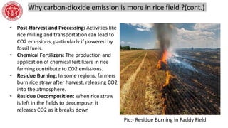 green house gases emission in paddy field and its mitigation.pptx