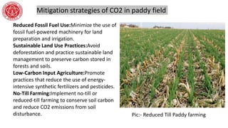 green house gases emission in paddy field and its mitigation.pptx
