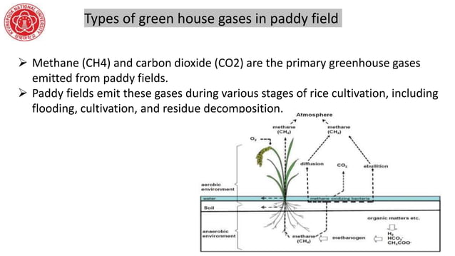 green house gases emission in paddy field and its mitigation.pptx