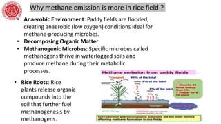 green house gases emission in paddy field and its mitigation.pptx