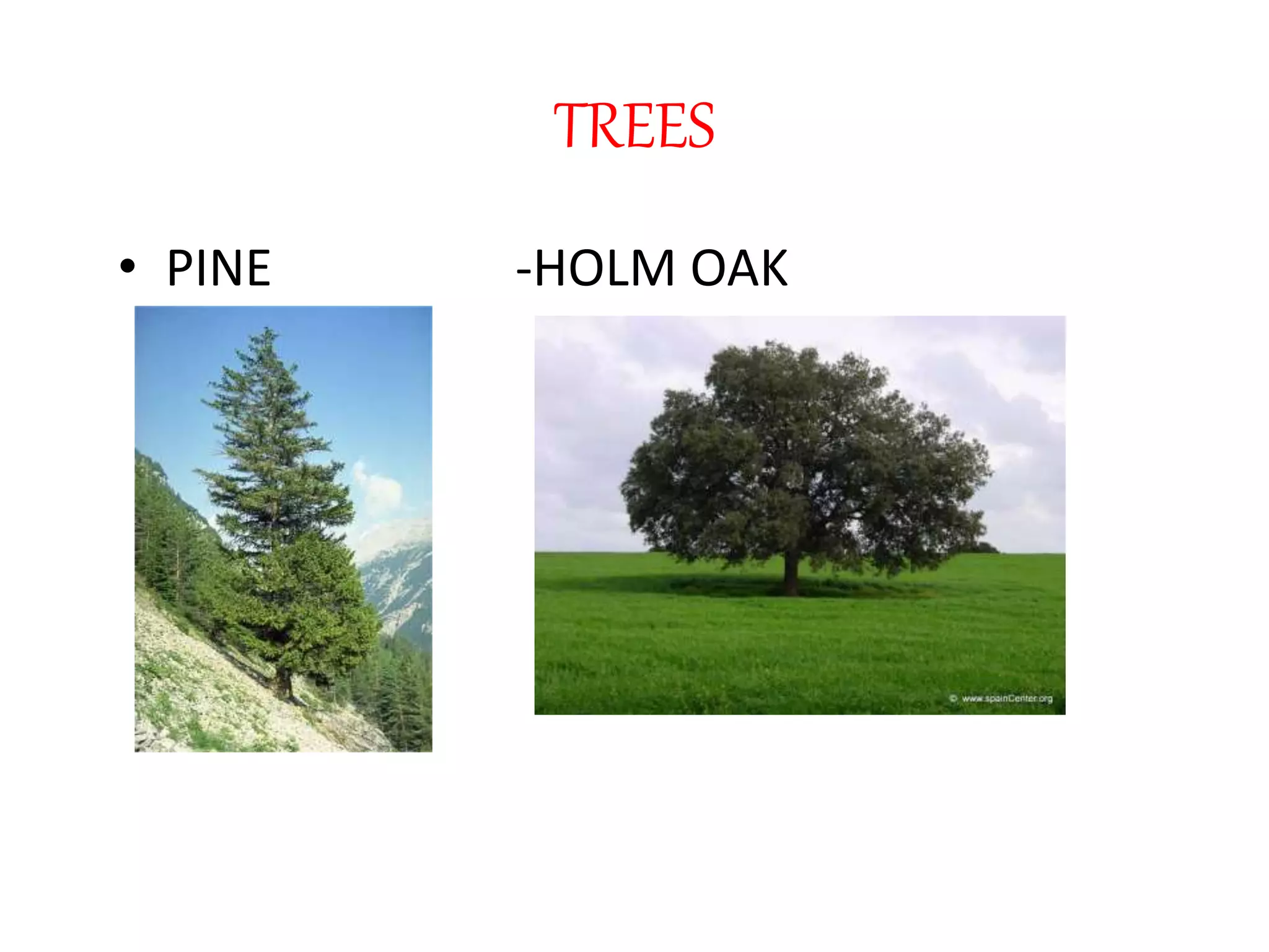 Green is everywhere | PPTX