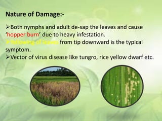 Green Leaf Hopper.pptx