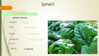 Green leafy vegetable & it’s benefit and deficiency | PPTX
