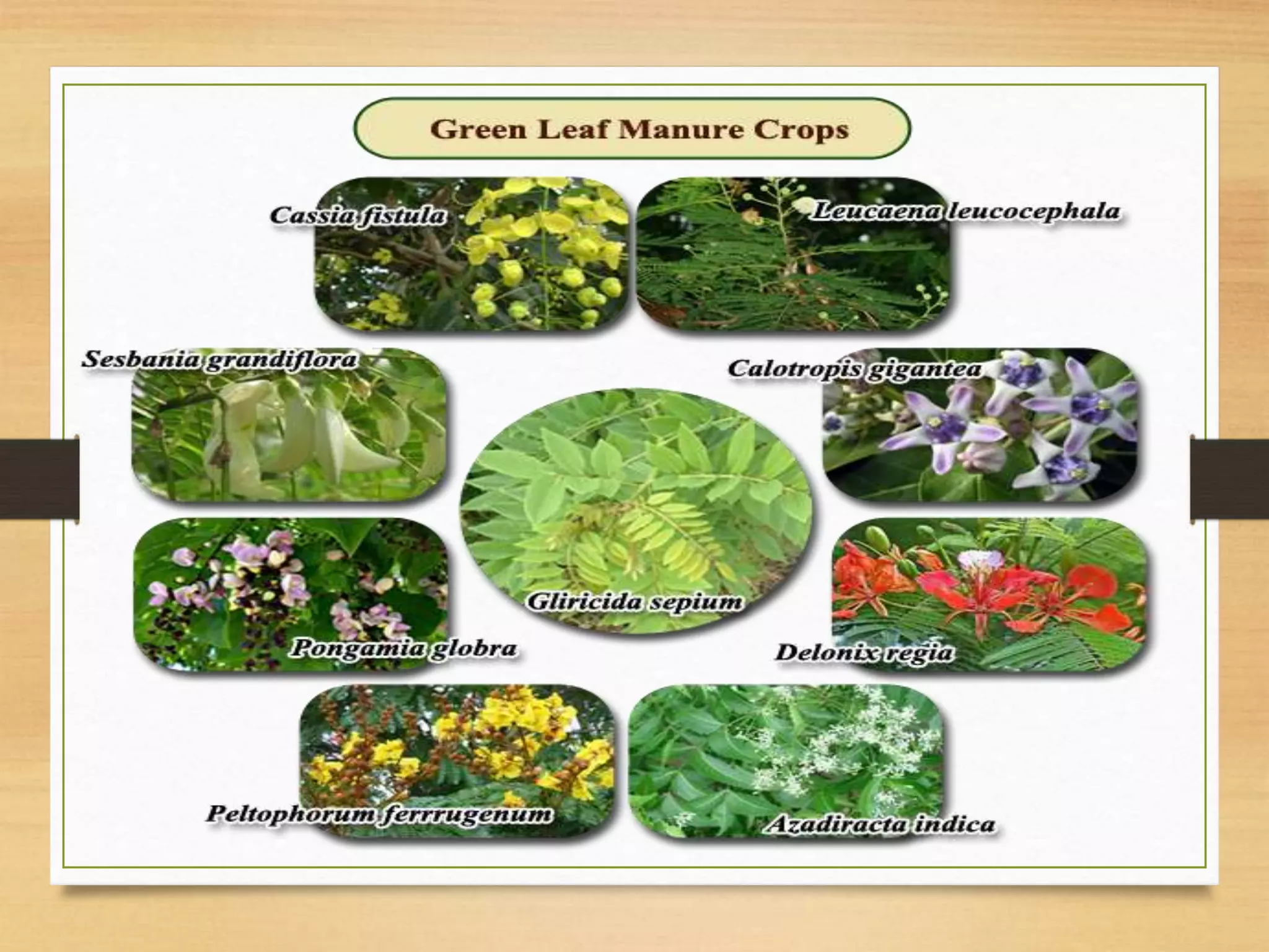 Green manuring | PPT