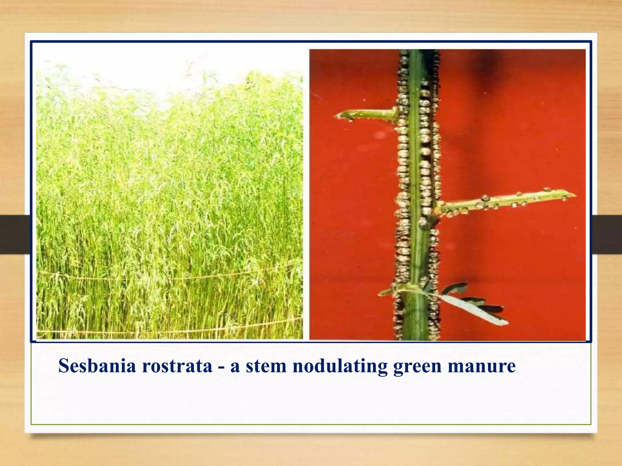 Green manuring | PPT