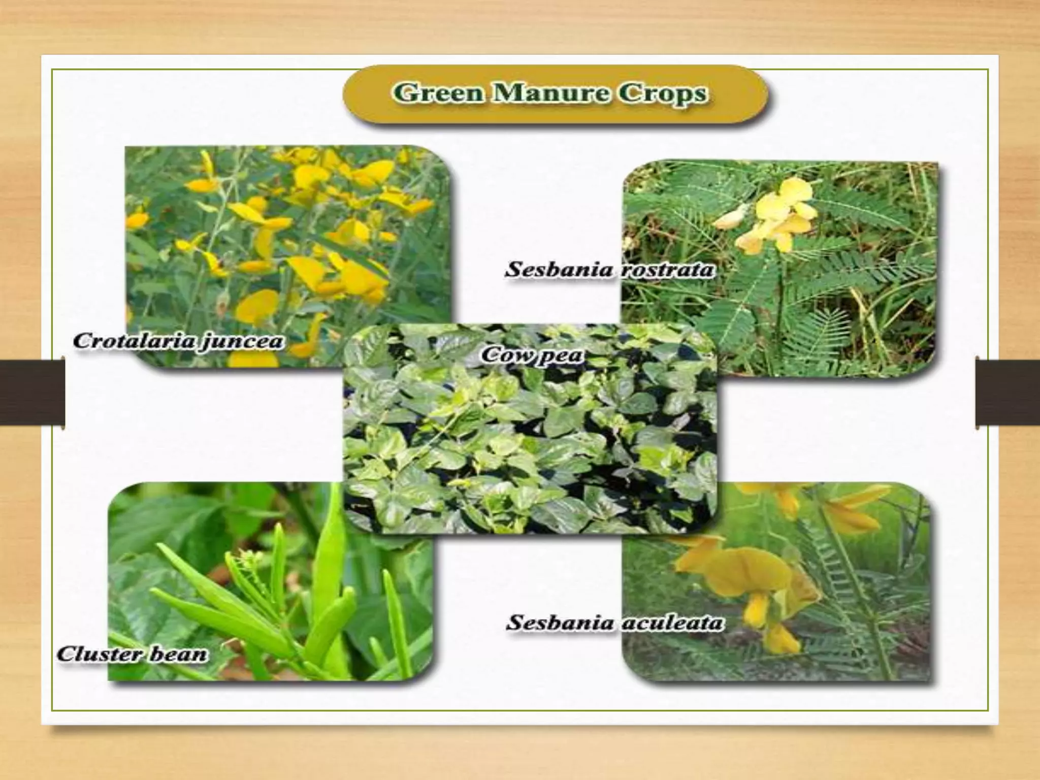 Green manuring | PPT