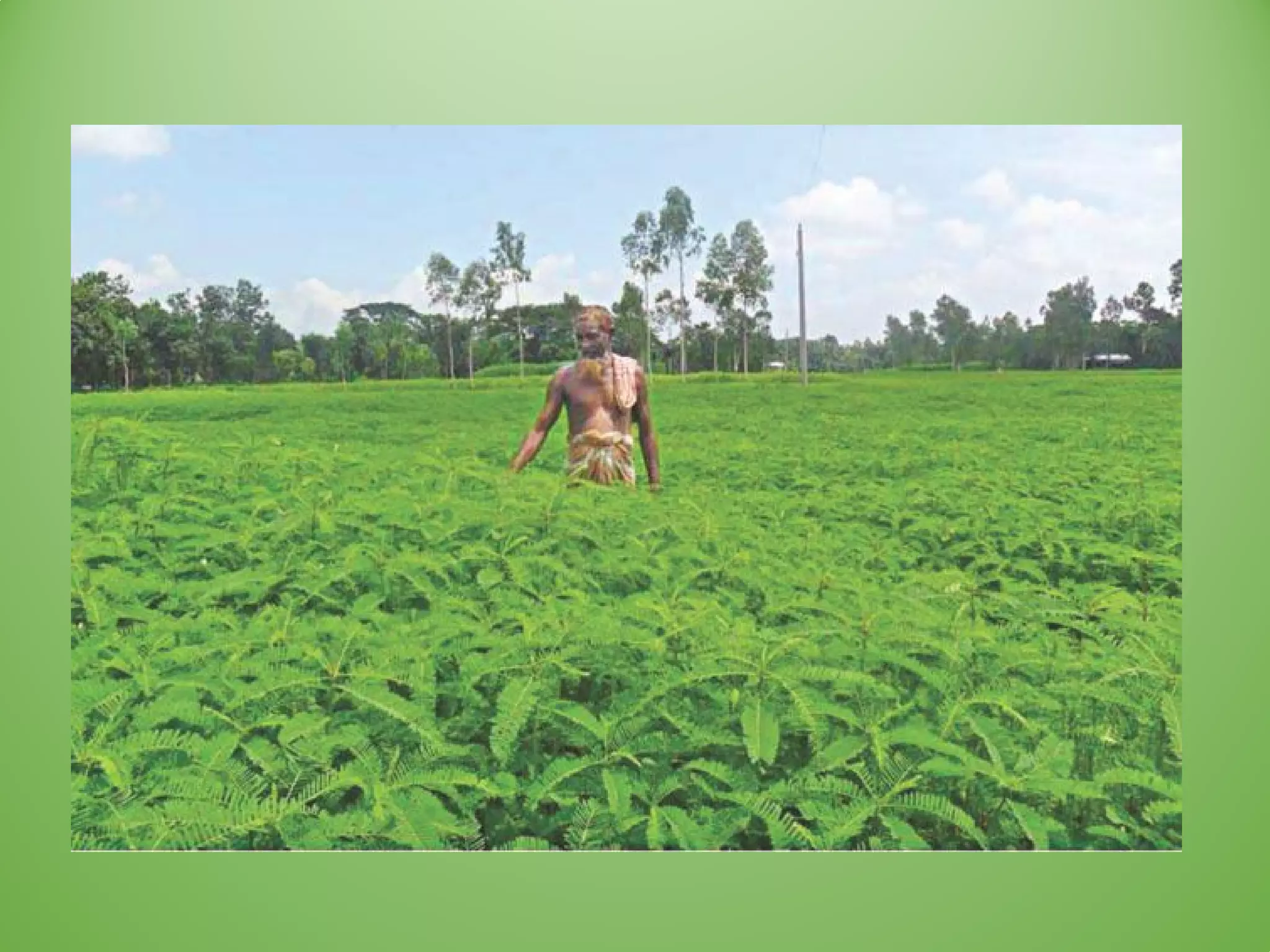 Green manuring | PDF