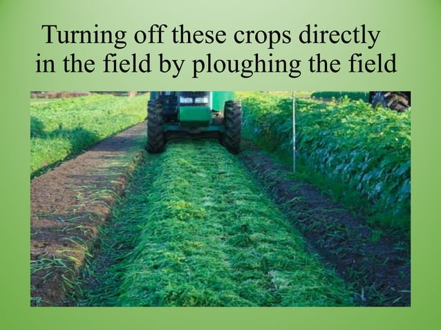 Green manuring | PDF | Agriculture | Industries