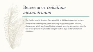 Green manuring,Practices and Crops used in Green manuring | PPTX