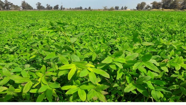 Green manuring,Practices and Crops used in Green manuring | PPTX ...